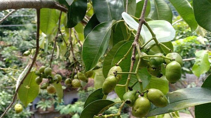 Membuat Gusi dan Gigi Tetap Sehat Dengan Daun Jamblang Kering ...