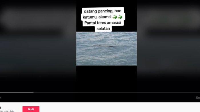 Berita Viral Penampakan Seekor Buaya Yang Berenang Di Sekitaran Pantai ...
