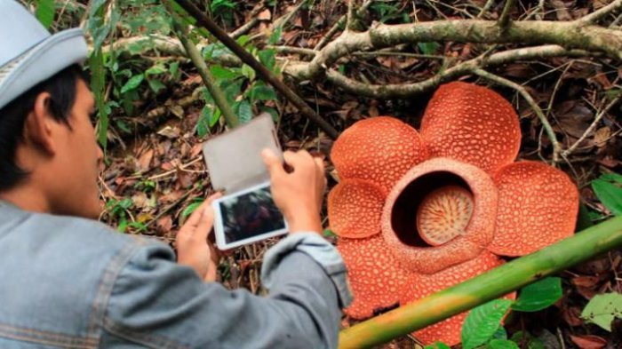 TERNYATA Bukan Raffles Penemu Pertama Bunga Raflesia - Pos-kupang.com
