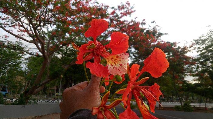 Opini: Bunga Pusara Abadi di Bulan Desember - Pos-kupang.com