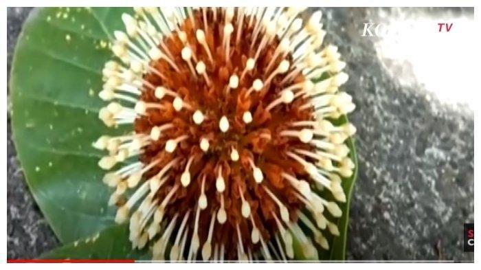 BISA Sembuhkan Penyakit, Keluarkan Aroma Wangi, VIRAL Bunga Mirip Virus ...