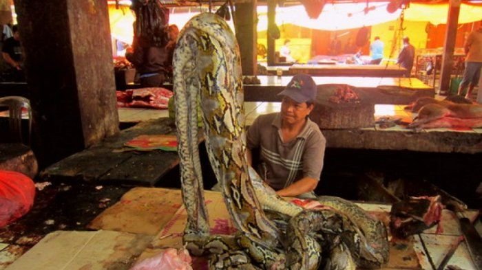 Daging Ular Piton Sepanjang 7 Meter Habis Terjual Dalam Satu Hari Di ...
