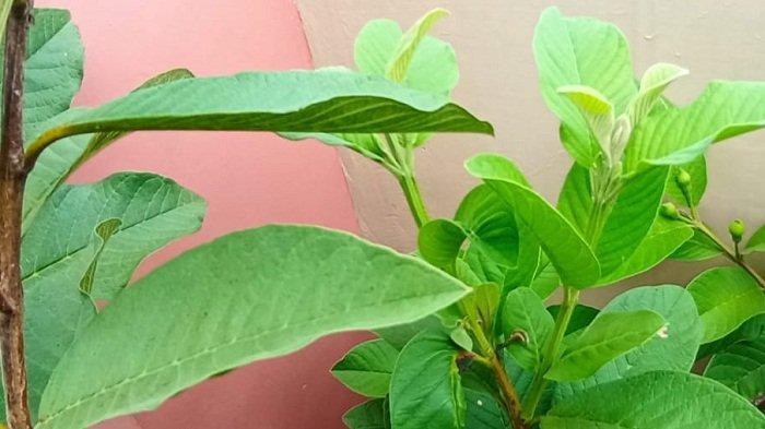 Rawat Rambut Agar Sehat Dan Kuat, Balurkan Ramuan Dari Daun Jambu Biji ...