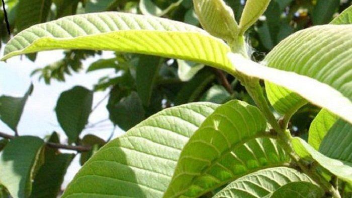 Jangan Lebih dari 10 Menit Rebus Daun Jambu Biji, 6 Manfaat Air Rebusan ...