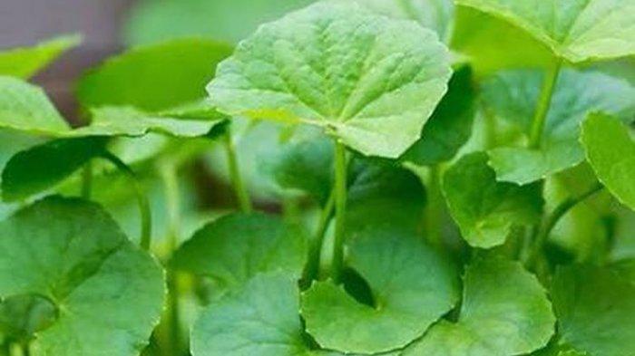 Disebut Manfaatnya Bisa Mencerdaskan Otak dan Umur Panjang, Yuk Kenali ...