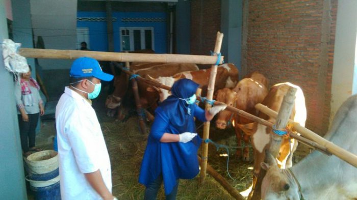 Ini Bahayanya Cuci Daging Kurban di Sungai - Pos-kupang.com