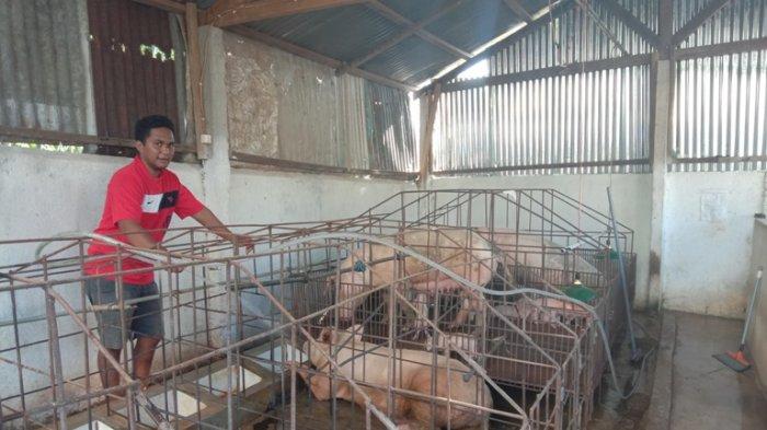 Epin Fernandez: Beternak Babi Juga Pekerjaan, Bukan Hanya Pegawai ...