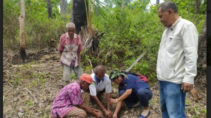 Forum Madu Tilong Tanam 480 Anakan Pohon Hijaukan Bendungan Tilong ...