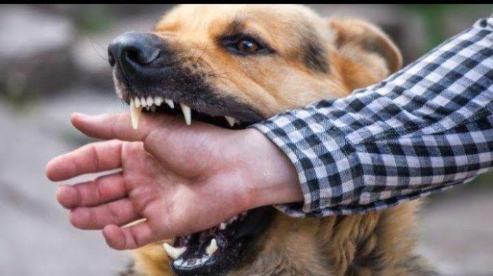 Apa Itu Rabies? Kenali Gejala, Penyebab, dan Cara Mengatasinya - Pos ...