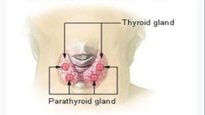 14 Gejala Penyakit Tiroid yang Wajib Kamu Tahu, Tremor Hingga Mudah ...