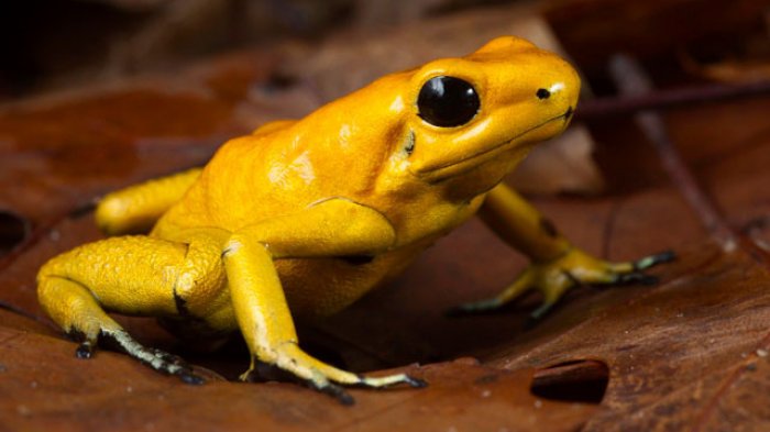 Kalau Ketemu Katak yang Cantik Ini, Segera Lari Menjauh, Jika Tidak ...