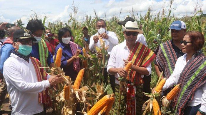 Gubernur NTT, Viktor Bungtilu Laiskodat Tanam Benih Padi dan Cabai di Takari Kabupaten Kupang ...