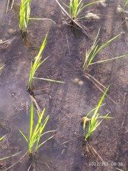 Keong Mas Ancam Tanaman Padi Milik Petani di Malaka - Pos-kupang.com