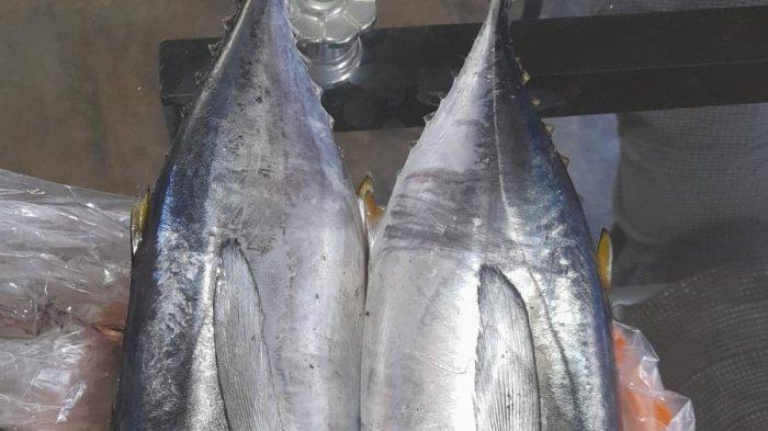 Kuliner Khas NTT: Ikan Kuah Asam Belang Kuning Rasa Serai Turunkan ...