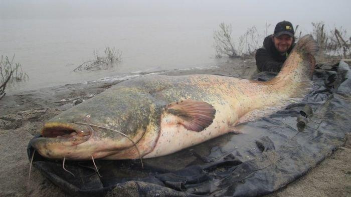 Ikan Lele Raksasa Muncul di Kamboja, Panjang 2 Meter dan Berat 130 ...
