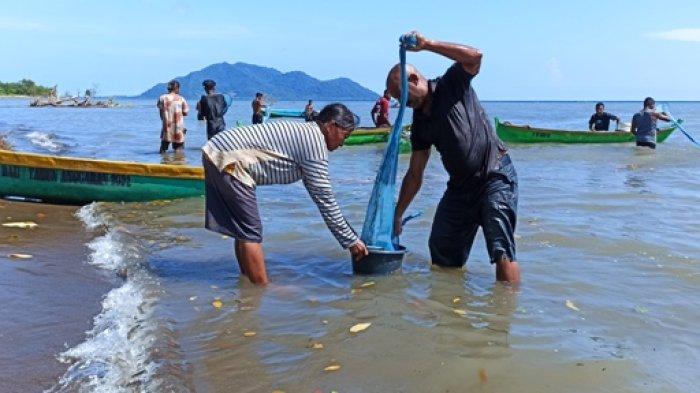 Warga Bangkoor Berburu Ikan Ipung di Pantura Sikka - Pos-kupang.com
