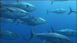 Ikan Tuna asal Flores Timur Tembus Pasar Amerika - Pos-kupang.com