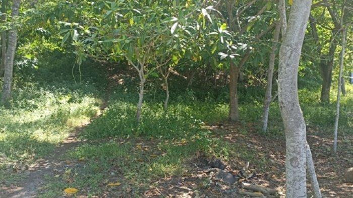 Ada Jalan Tikus Menuju Obyek Wisata Pantai Cepi Watu Borong, Dinas ...