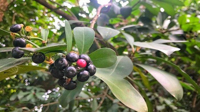 Masih Satu Keluarga Dengan Jambu Air, Buah Jamblang Cegah Batuk Kronik ...