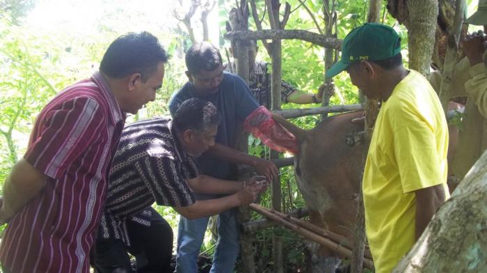 Bisa Rekayasa Jenis Kelamin Sapi IB - Pos-kupang.com