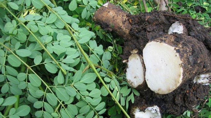 NTT Jajaki Ekspor Produk dari Kelor ke Timor Leste - Pos-kupang.com