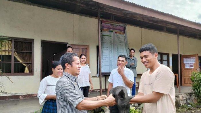 Lawan Trauma Virus African Swine Faver, Kades Hokeng Jaya di Flotim ...