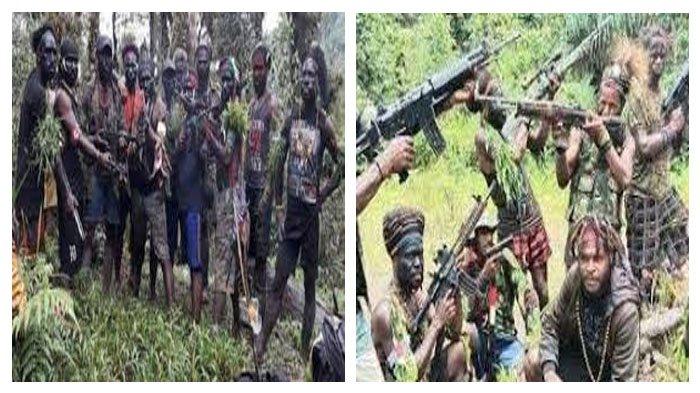 KKB Papua Terbelah, Dua Pimpinan Baku Hantam, Satu Tewas, 4 Rumah ...