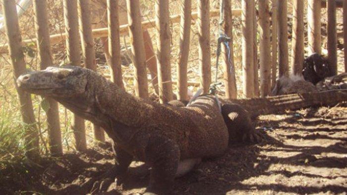 Pesona Obyek Wisaya Manggarai Timur, Komodo Pota yang Menggoda - Pos ...