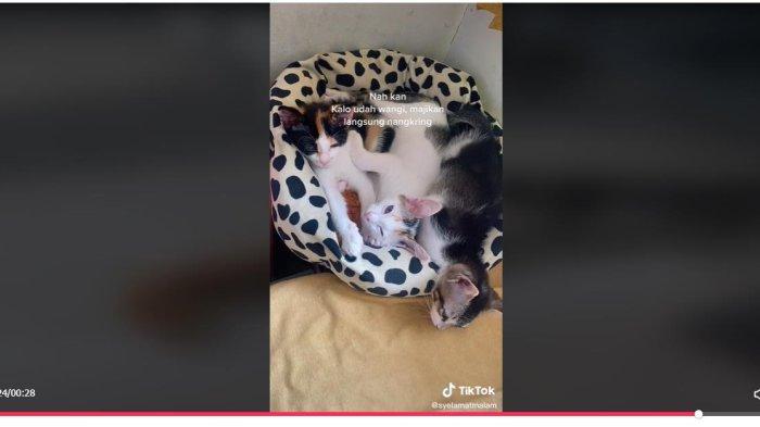 Video Viral TikTok, Kucing Akrab dan Mesra Saat Suasana Nyaman ...
