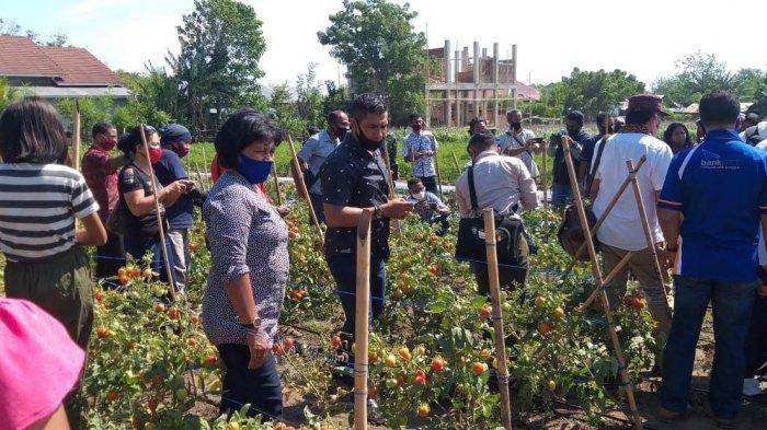 Bank NTT Siap Bantu Petani Sikka - Pos-kupang.com