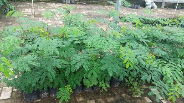 Geliat Tanam Lamtoro Teramba, Sumber Pakan Ternak di Kabupaten Kupang ...