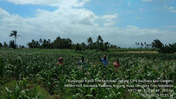 Kadis Pertanian Provinsi NTT : Dua Tahun Program TJPS Berjalan Dengan ...