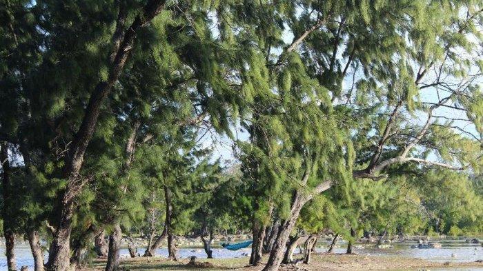 Wisata NTT, Nikmati Suasana di Hutan Cemara Laipori Sumba, Wisata ala ...