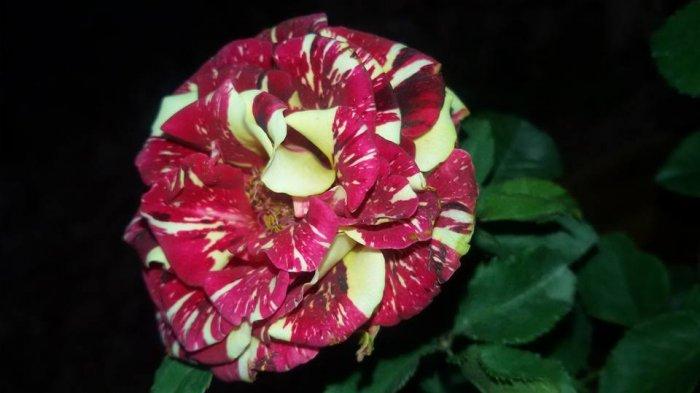 Mawar si Tanaman Semak dengan Bunga Beraneka Warna yang Menakjubkan ...