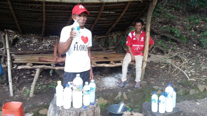 Inilah Moke, Minuman Beralkohol Khas Flores NTT, Jenis Moke dan ...