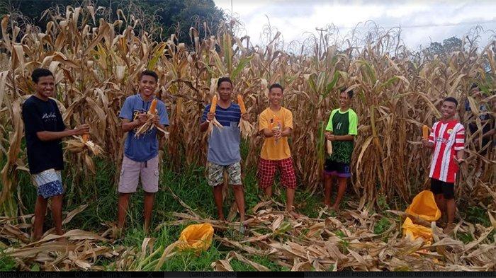 Siswa Seminari Lalian Panen Raya Jagung di Lahan 10 Hektar - Pos-kupang.com
