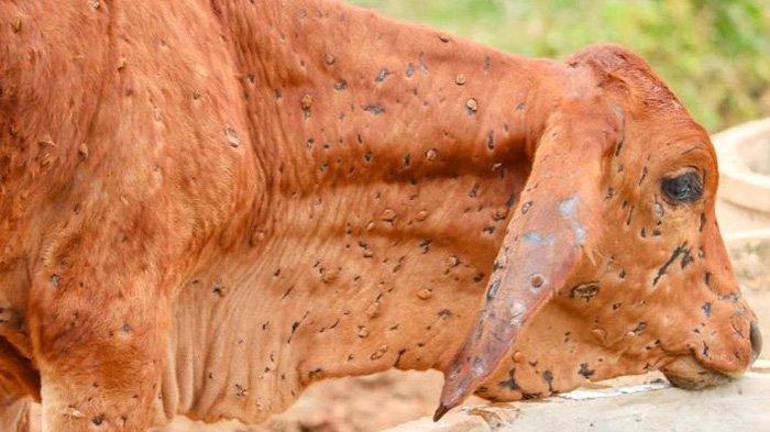 Indonesia Laporkan Penyakit Kulit Menggumpal pada Sapi yang Diimpor ...
