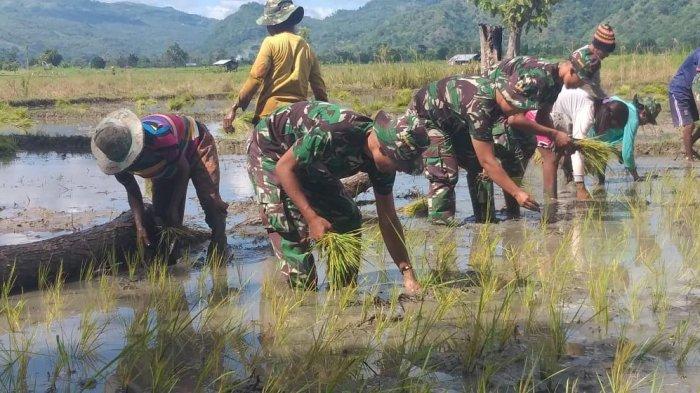 TNI Bantu Petani Tanam Padi Sawah di Wilayah Perbatasan RI-RDTL - Pos-kupang.com