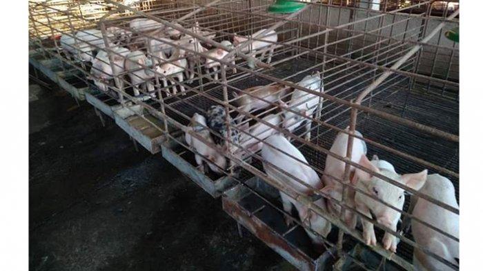 Peternak Babi Ini Mendadak Kaya Setelah Temukan Benda Aneh Di Perut ...