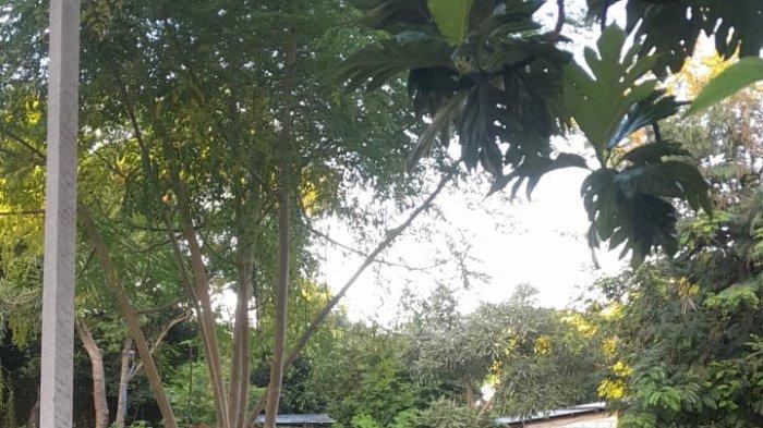 Kuliner Khas NTT,Bubur Sayor Kelor ato Sayur Marungga vs Telor Rebus ...