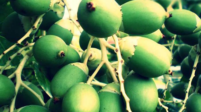 Budidaya Pinang di NTT Masih Swadaya Masyarakat - Pos-kupang.com