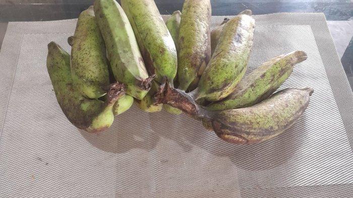 Kuliner NTT, Informasi Harga Pisang Raja, Timor Asli dari Kebun Amarasi ...