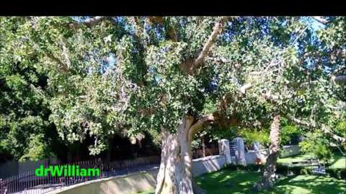 Ingat Cerita Zakeus Menaiki Pohon Ara untuk Melihat Yesus? Pohon Itu ...