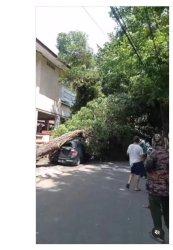 Berita Viral Pohon Tumbang Menimpa Mobil Ringsek Sisi SMK Grafika Semarang Yudistira Sebelah ...