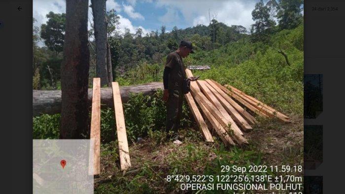 Polisi Kehutanan Sikka Tangkap Terduga Pelaku Penebangan Kayu di Kawasan Hutan Lindung - Pos ...