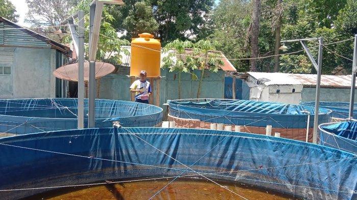 Budidaya Ikan Air Tawar Sistem Bioflok, Strategi Jitu Tekan Stunting ...