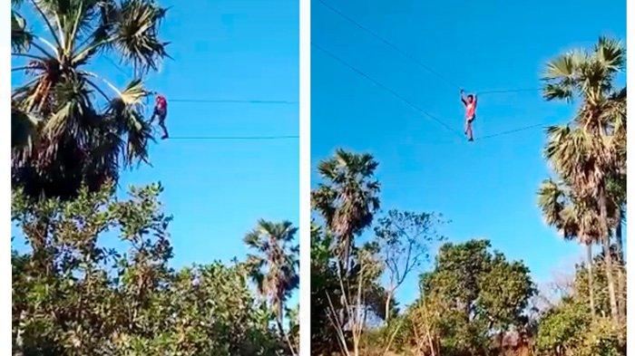 Viral Tukang Iris Tuak Berjalan di Atas Tali, Pindah dari Satu Pohon ...