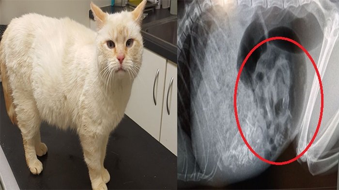 Perutnya Keras dan Bengkak, Dokter Tak Sangka Temukan Hewan Utuh ...