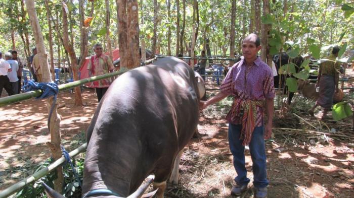 Sapi Jantan Juara Satu Ditawari Rp 50 Juta - Pos-kupang.com