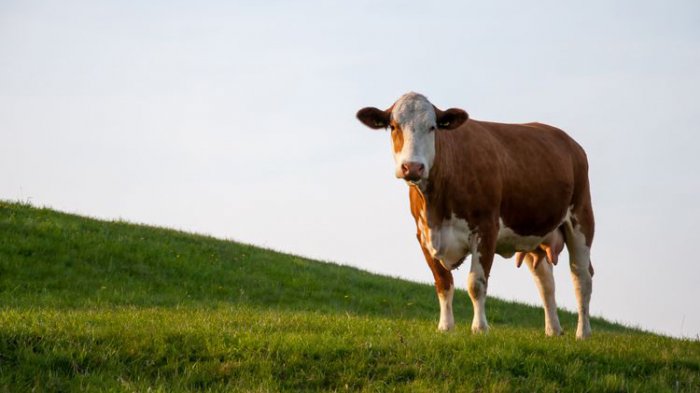 Kementrian Pertanian Fokus Berdayakan Peternak Sapi Perah. Ini ...